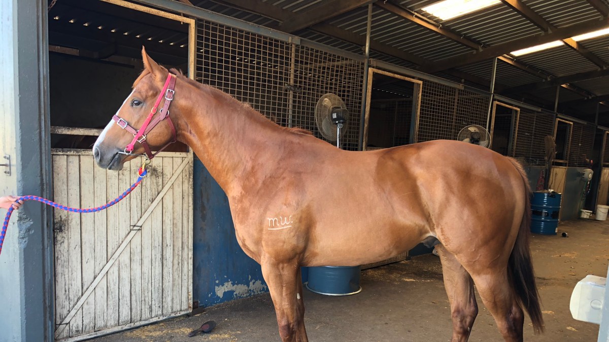 Horses Available – TJ Sears Racing